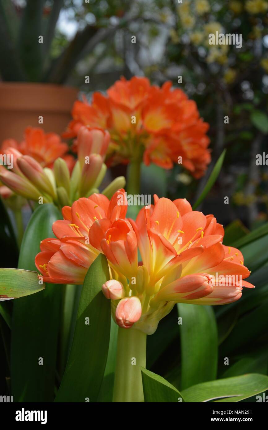 Spring flowers in a greenhouse in Boston, Massachusetts Stock Photo - Alamy