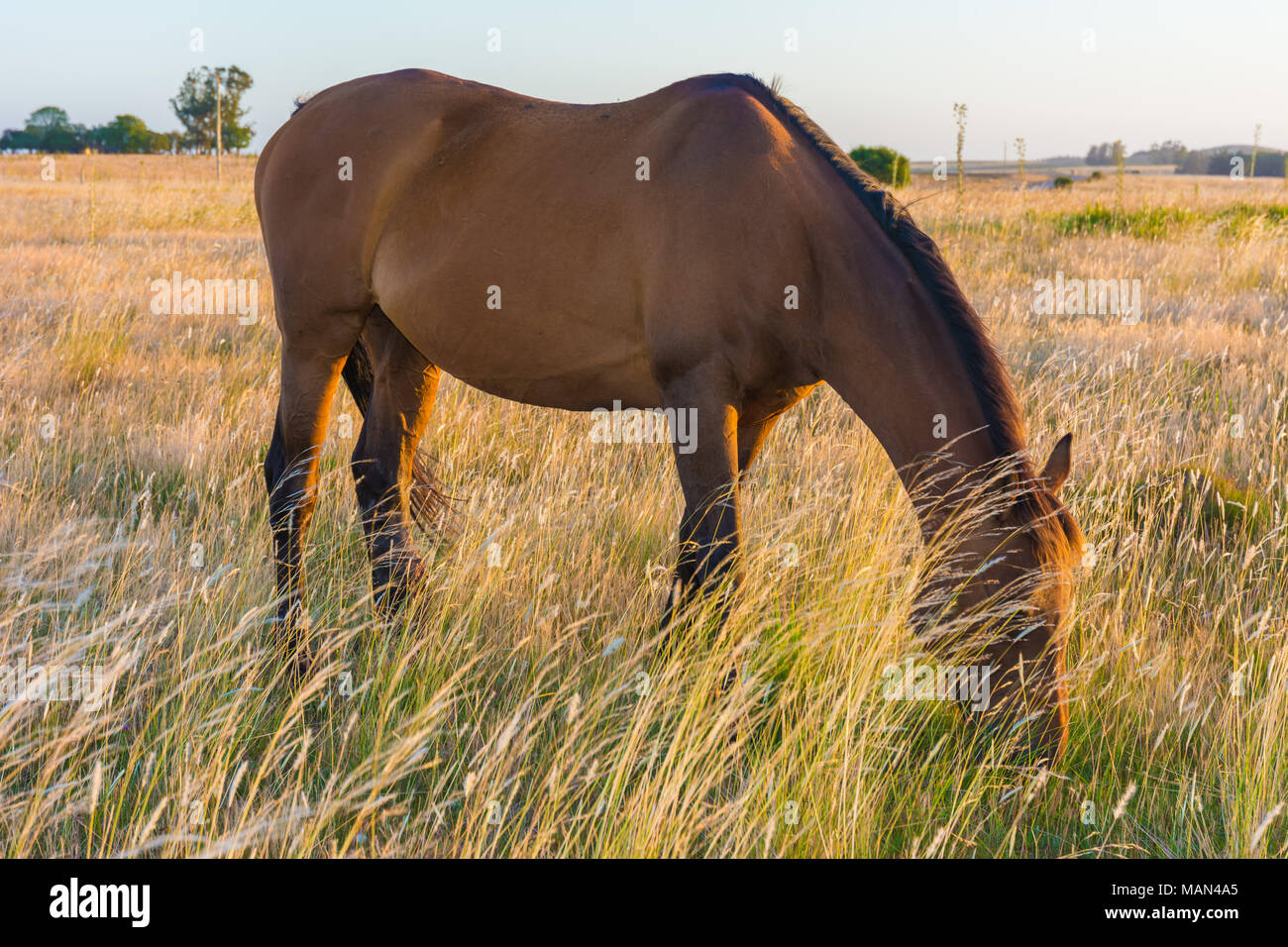 Pastando Stock Photos & Pastando Stock Images - Alamy