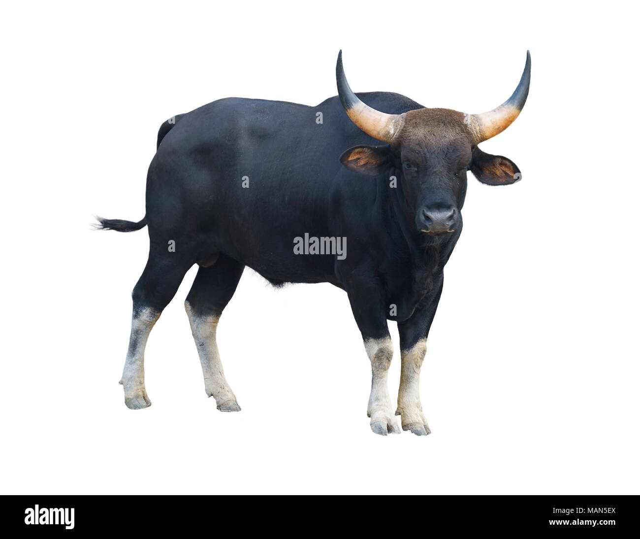 gaur ( Bos gaurus ) isolated on white background Stock Photo - Alamy