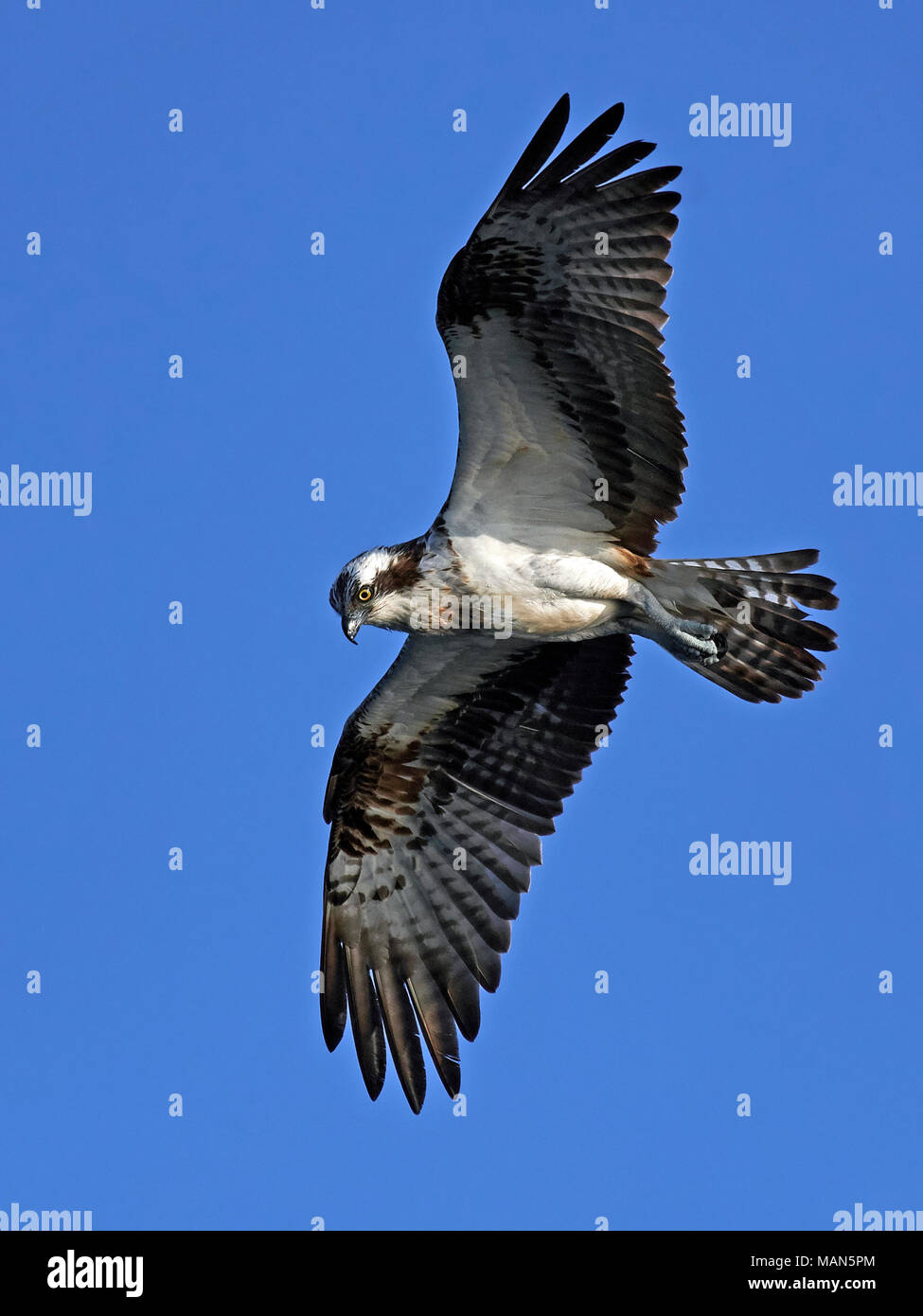 Osprey in flight in its natural habitat Stock Photo - Alamy