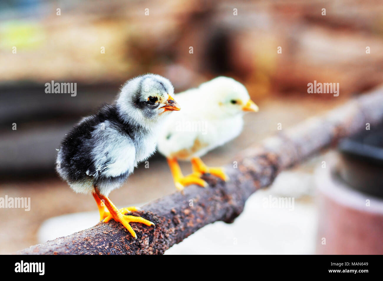 Chicken Little standing on a branch in the farm Stock Photo - Alamy