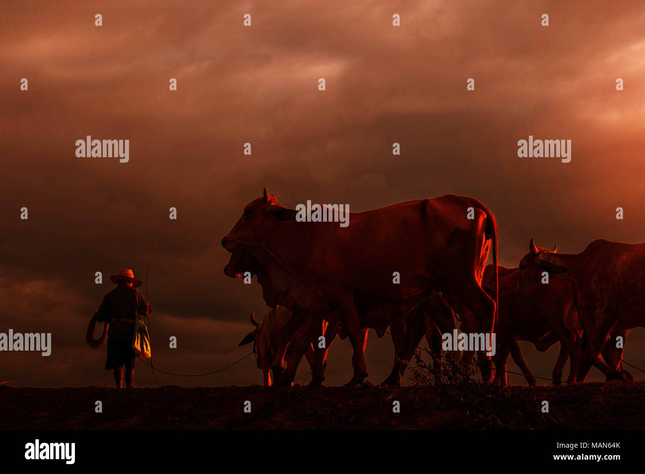 Field cows night hi-res stock photography and images - Alamy