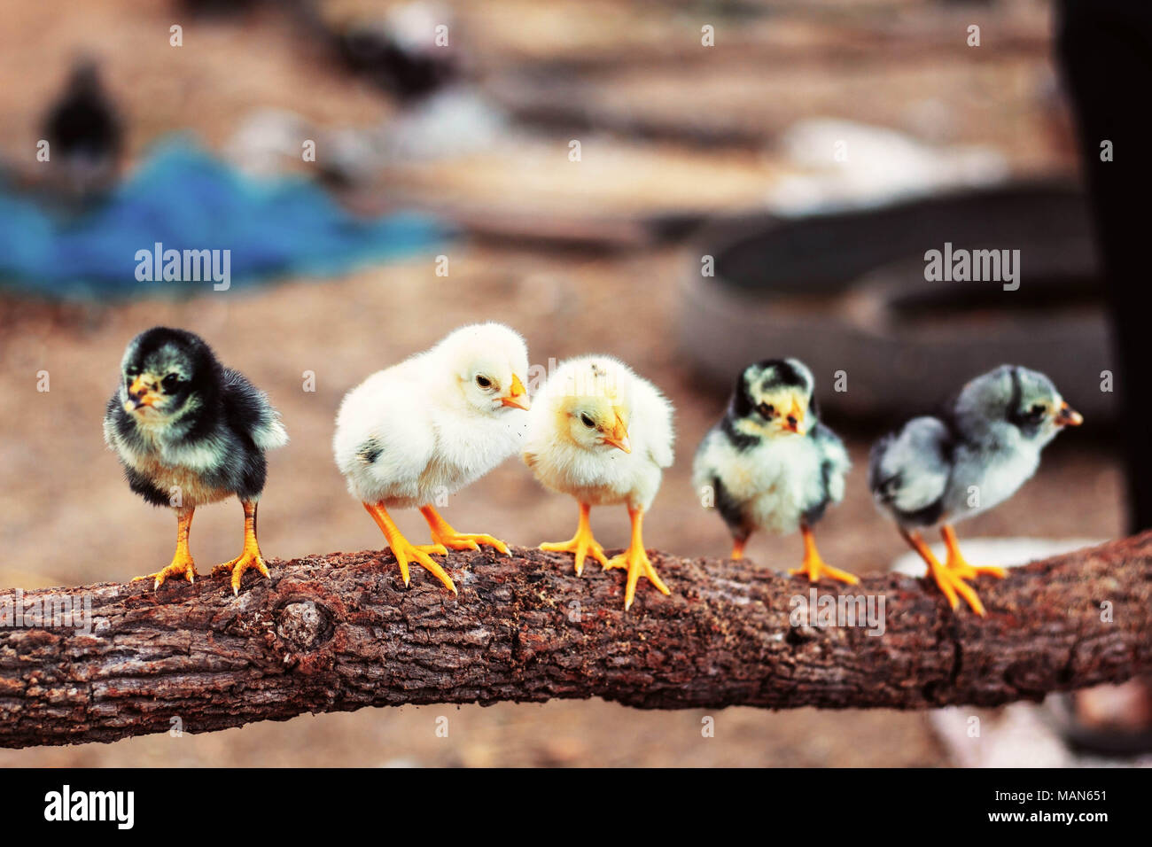 Little chicken standing on branches in several farms Stock Photo - Alamy