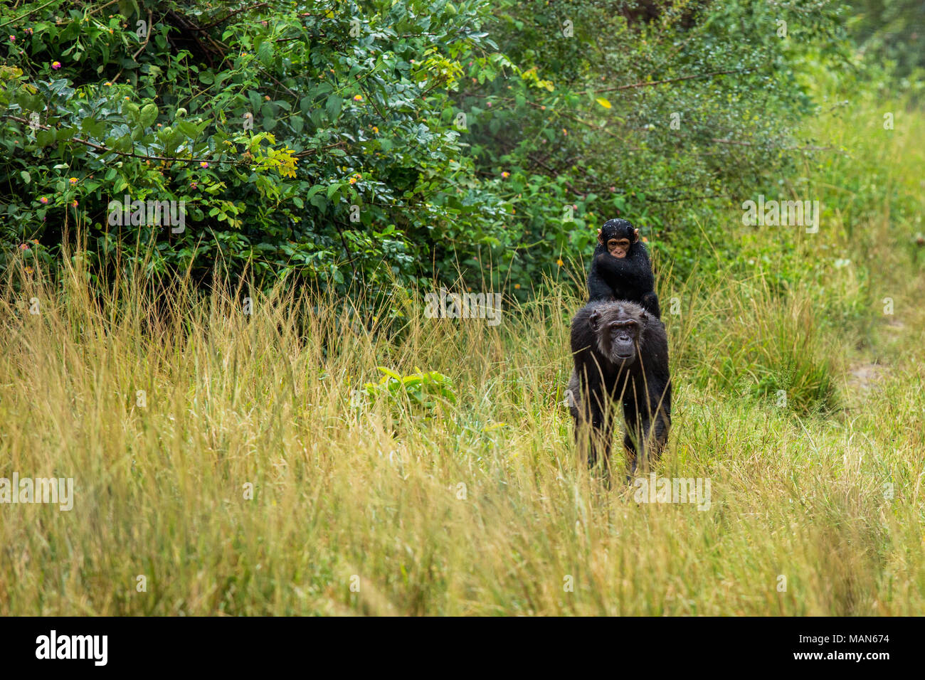 Baby chimpanzee hi-res stock photography and images - Alamy