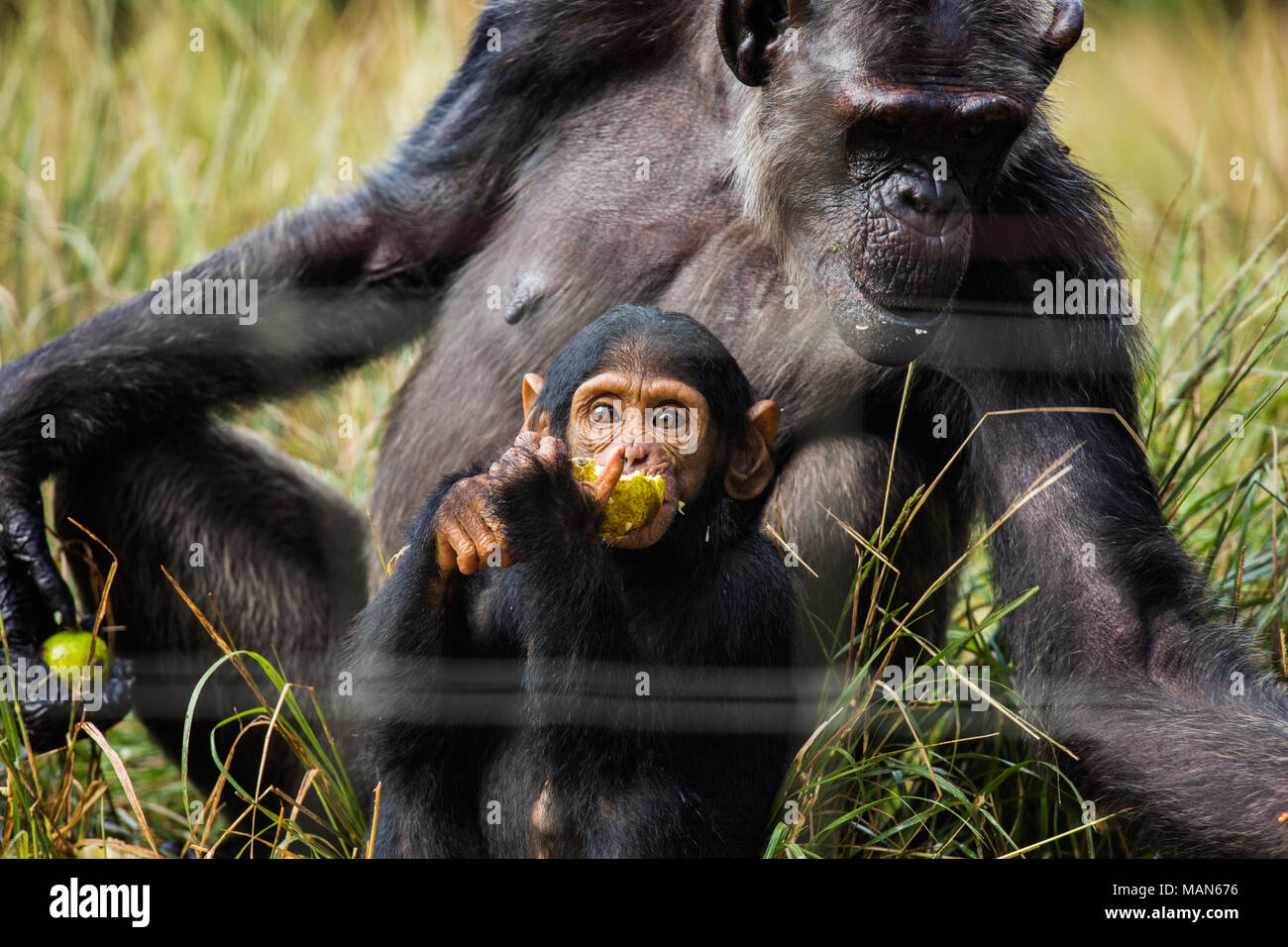 Chimpanzee two hi-res stock photography and images - Alamy