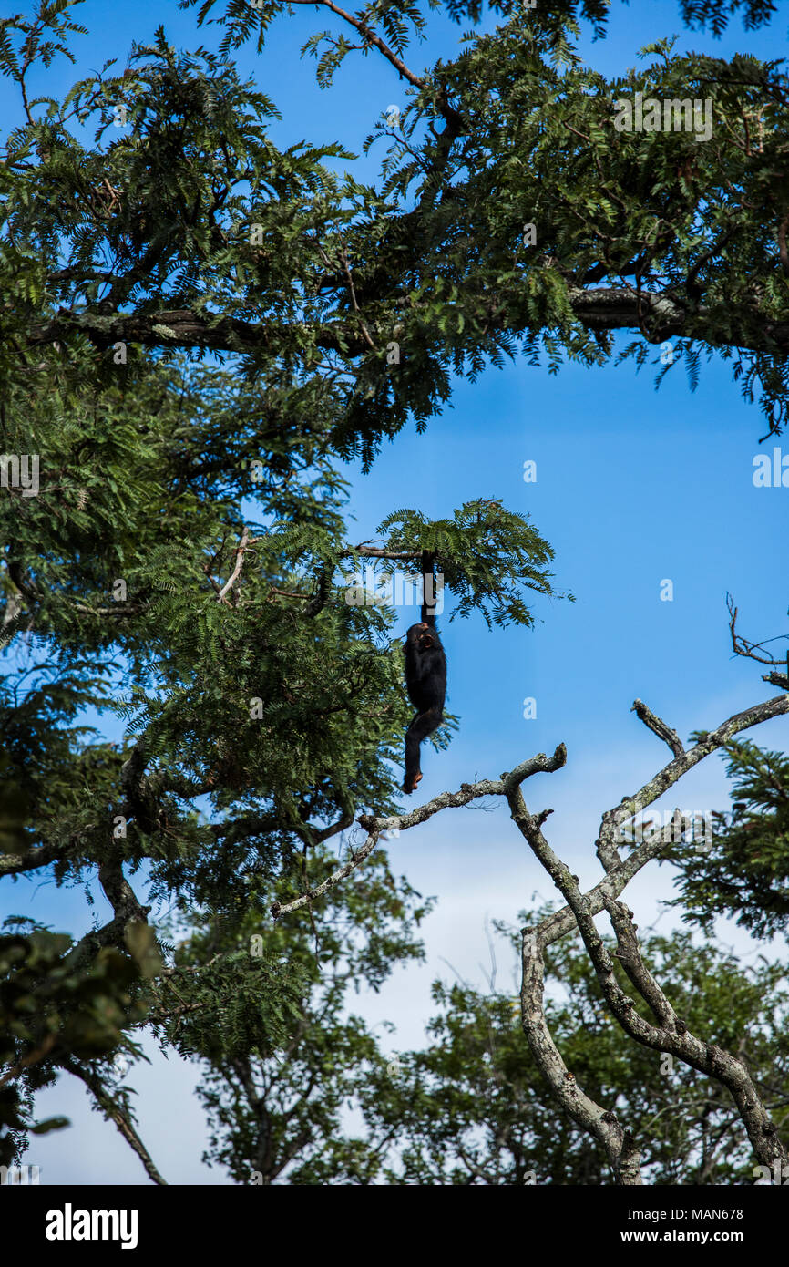 Common Chimpanzee hanging in a tree at Chimfunshi, Chingola, Zambia ...