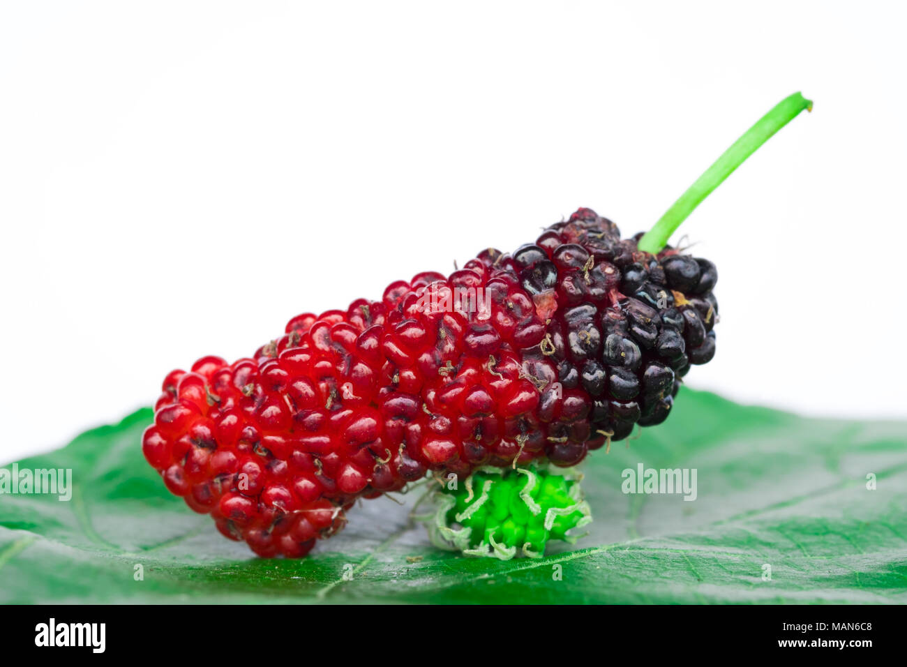 Mulberry bramble hi-res stock photography and images - Alamy