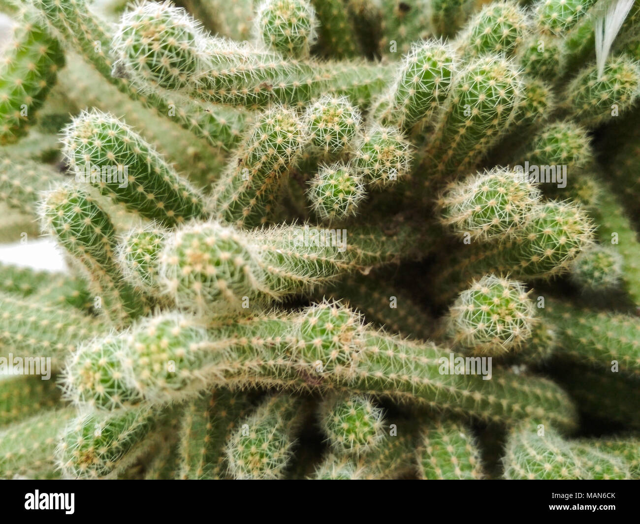 Background cactus hi-res stock photography and images - Alamy