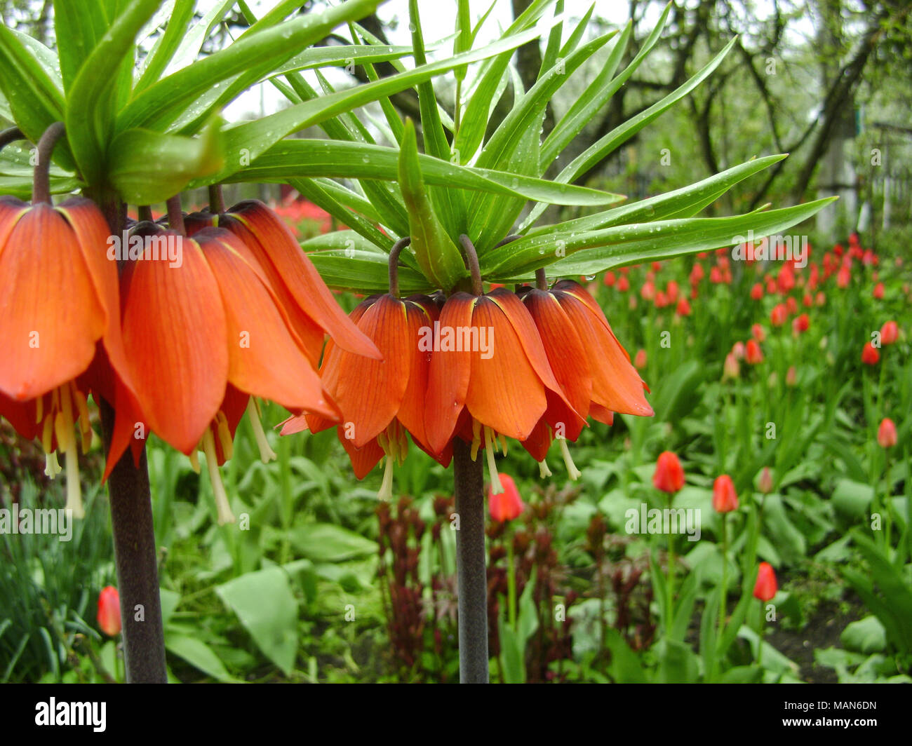 Blooming crown imperial in spring garden. Crown imperial fritillary ...
