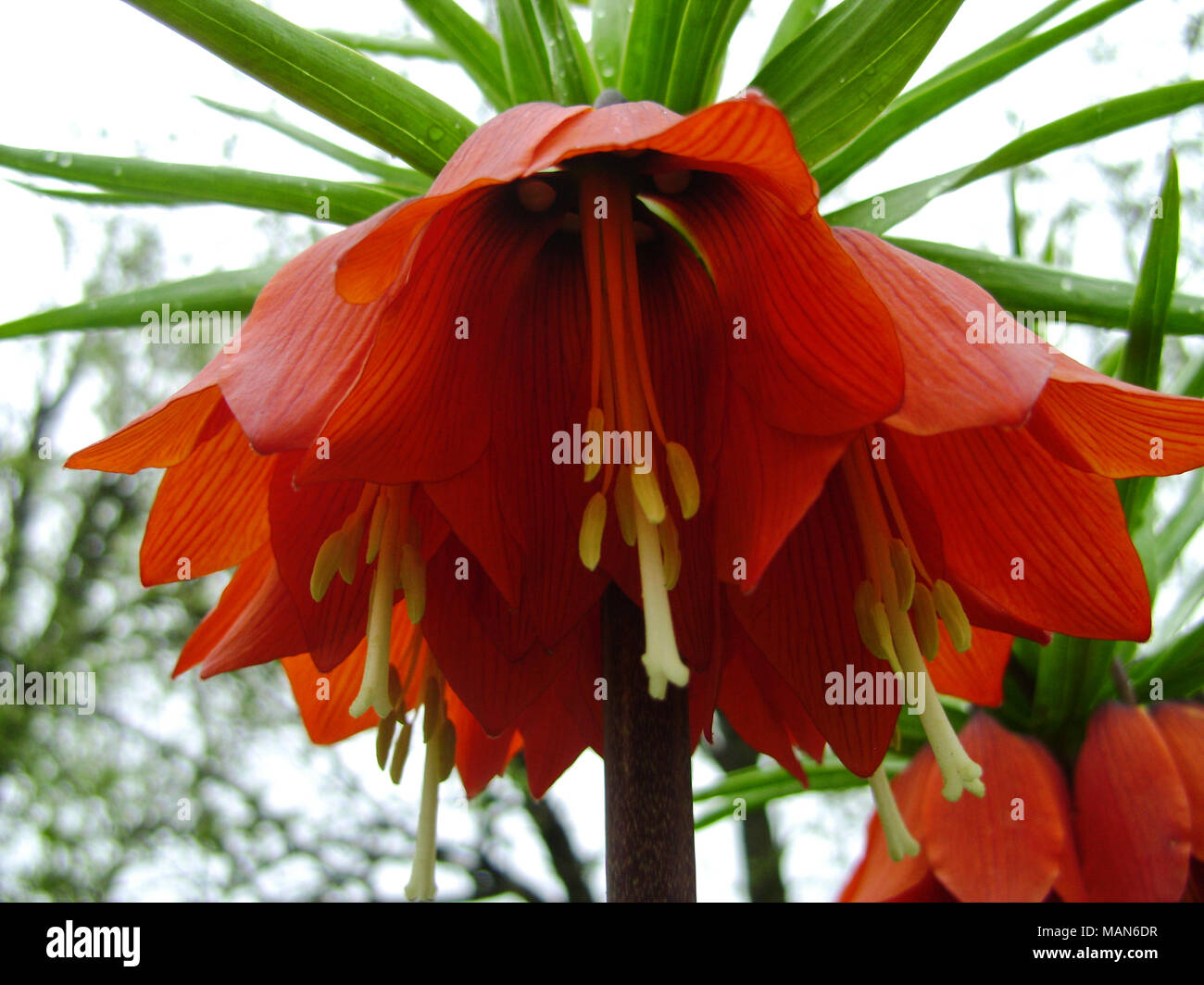 Blooming crown imperial in spring garden. Crown imperial fritillary ...