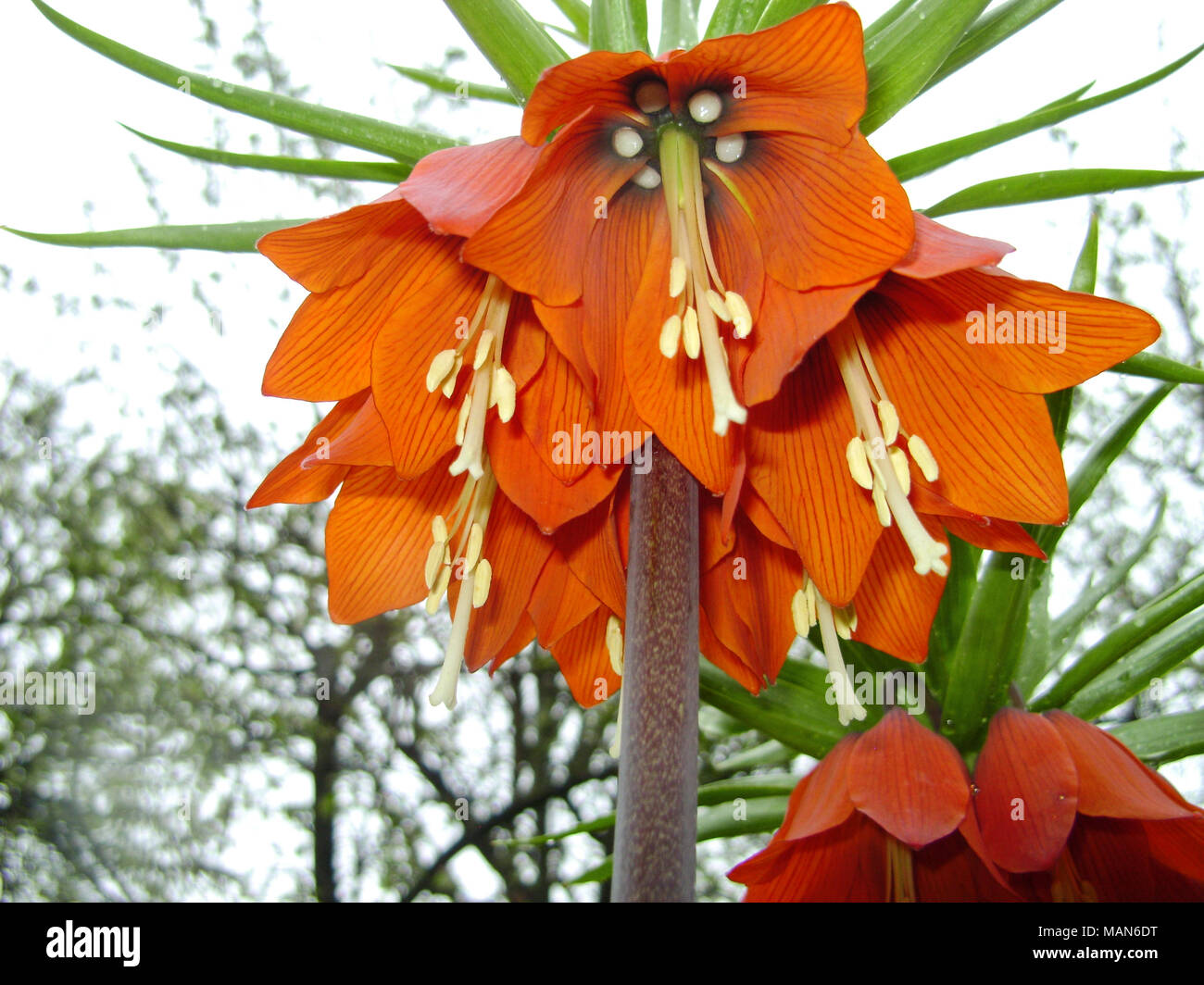 Blooming crown imperial in spring garden. Crown imperial fritillary ...