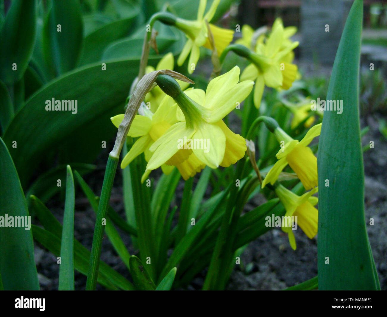 Narcissus in Spring. Blooming daffodils, Narcissus, in the garden ...