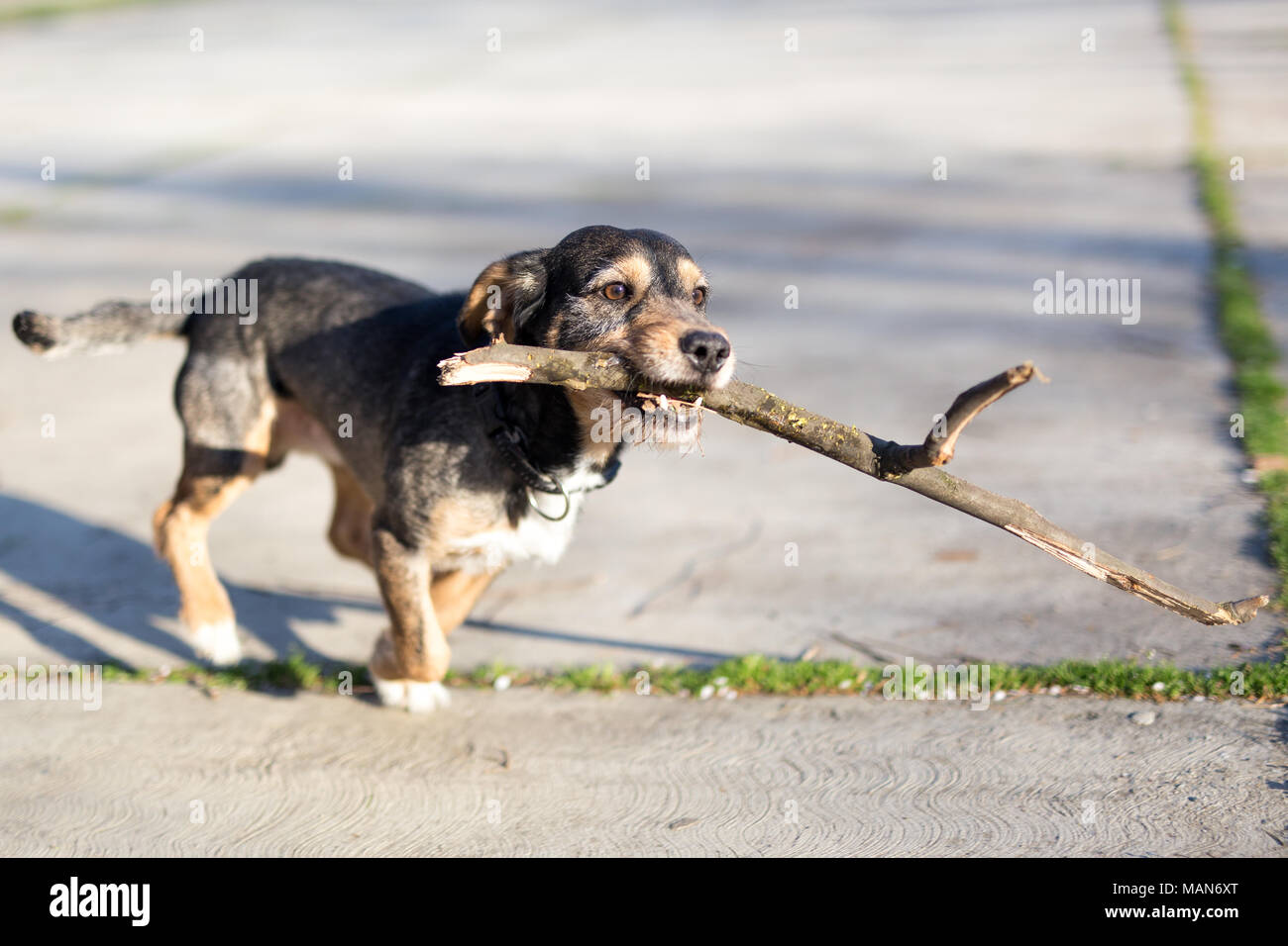 Small mixed breed dog running with stick in mouth Stock Photo - Alamy