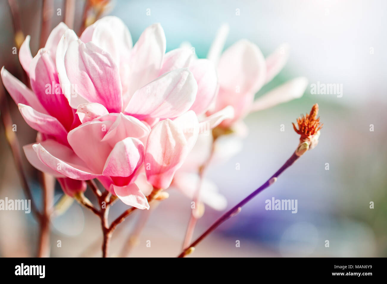 Beautiful flowering Magnolia tree with pink flowers. Spring background ...