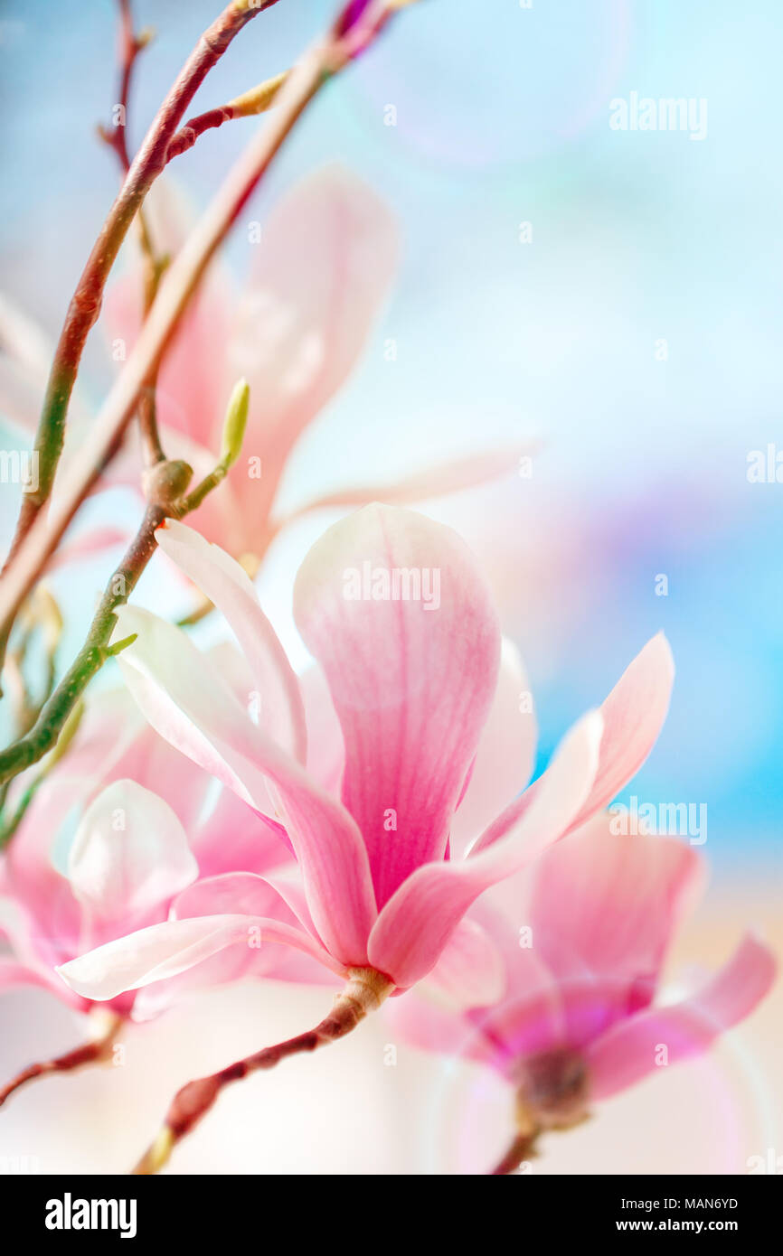Beautiful flowering Magnolia tree with pink flowers. Spring background ...