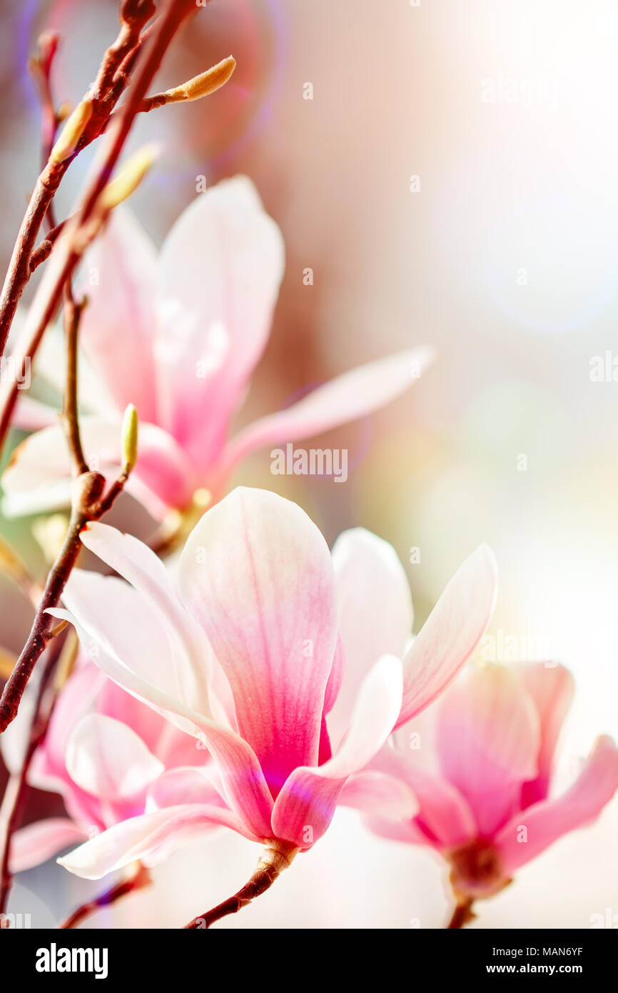 Beautiful flowering Magnolia tree with pink flowers. Spring background ...