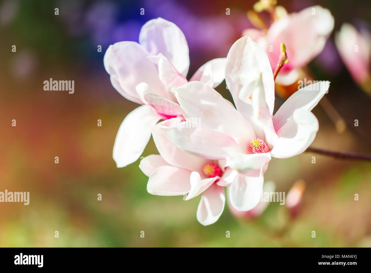 Beautiful flowering Magnolia tree with pink flowers. Spring background ...