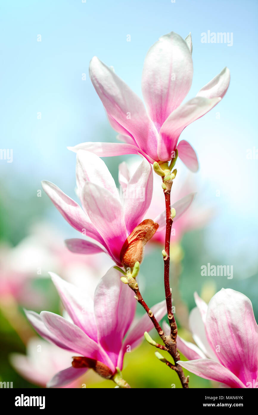 Beautiful flowering Magnolia tree with pink flowers. Spring background ...