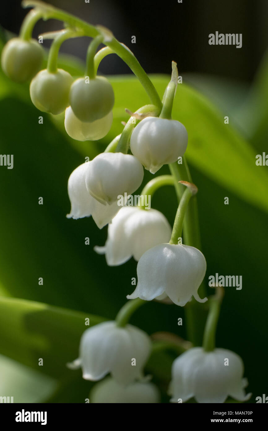 Lily of the Valley flowering in the summer sun in an English country ...