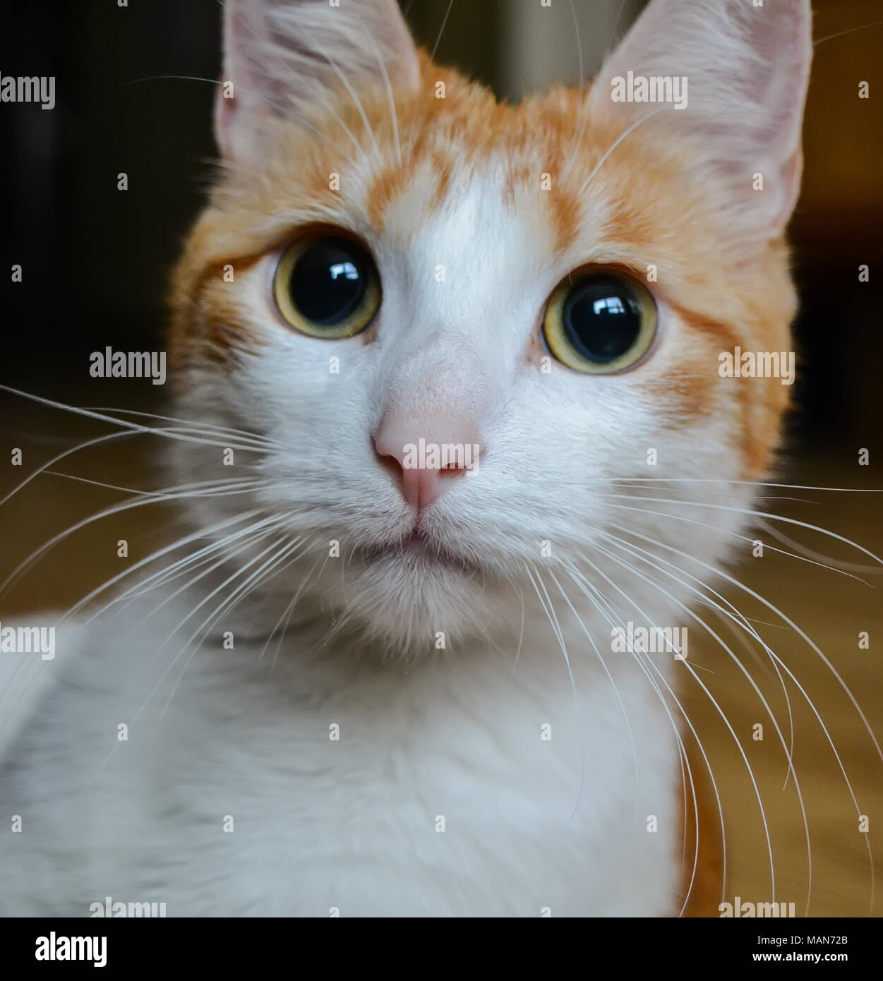 Cute inquisitive cat hi-res stock photography and images - Alamy