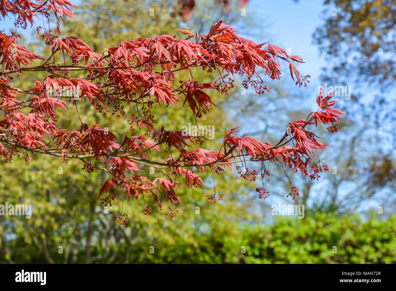 Japanese maple tree at natural background Stock Photo - Alamy