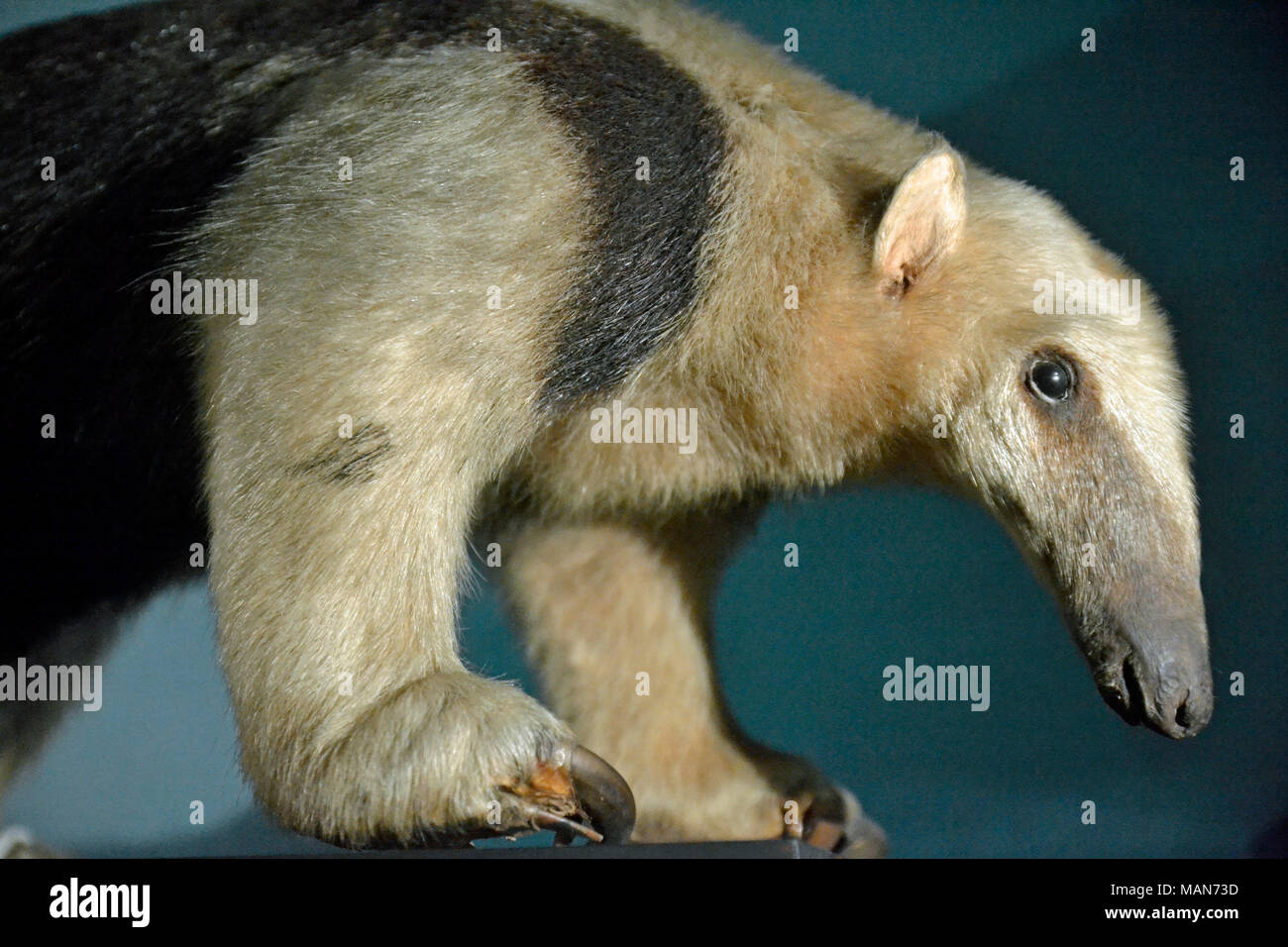 A Southern Tamandua, collared anteater, at the Natural History Museum ...
