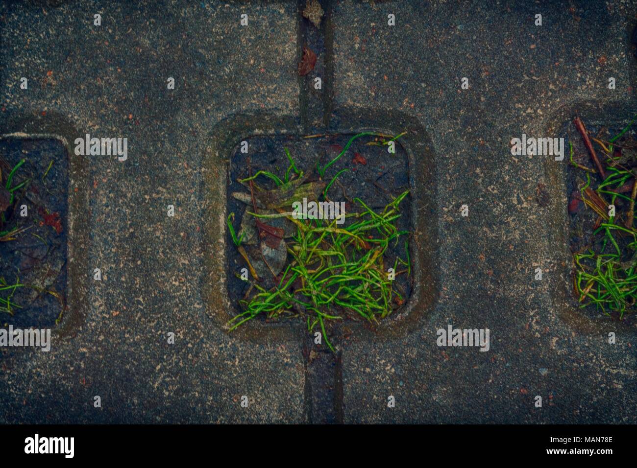 The Stone block walk path in the park with green grass background Stock ...