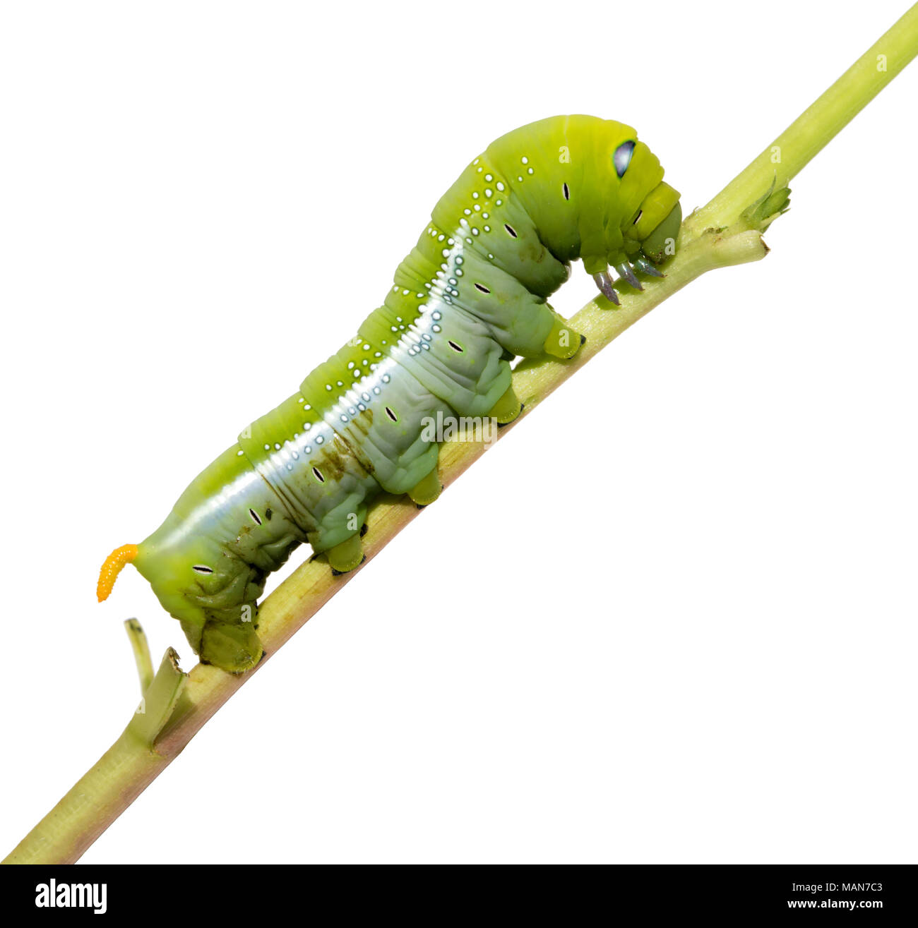 Oleander Hawk Moth Caterpillar (Daphnis nerii, Sphingidae), climb at ...