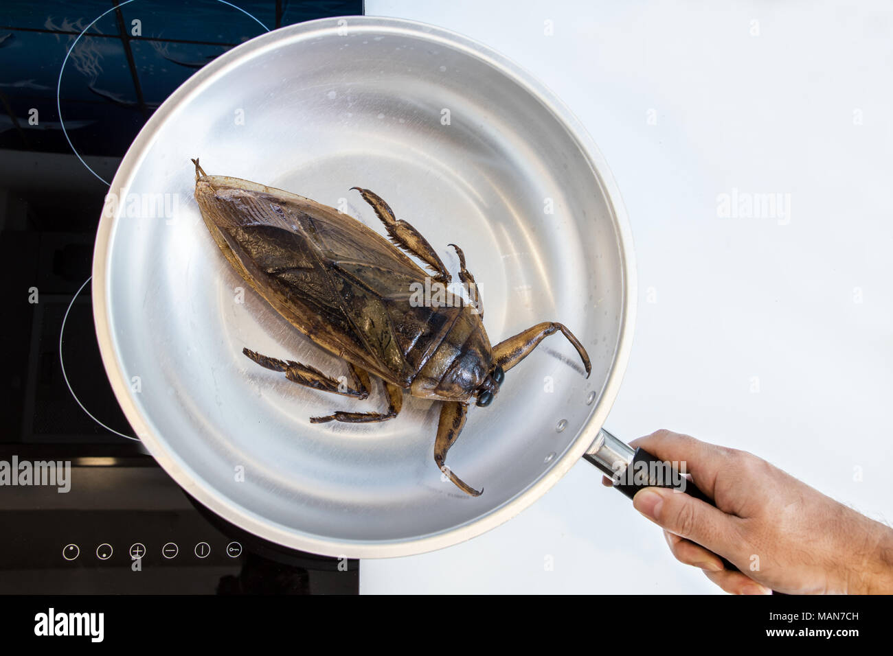 Preparation of edible insects on a cooktop. Large fried cockroach in a ...