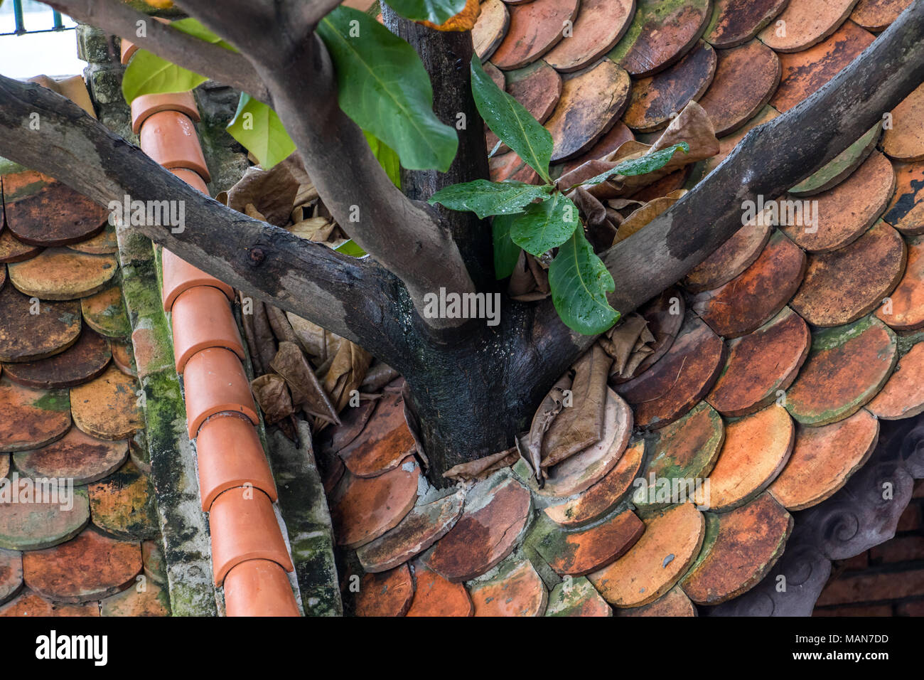 The tree grows through the roof of red tiles Stock Photo - Alamy