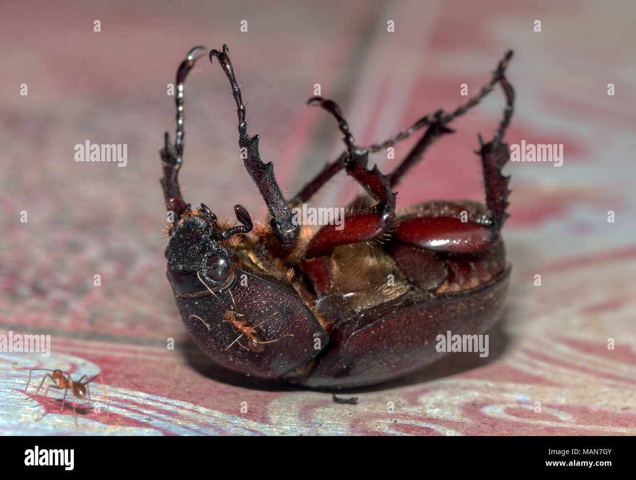 Female Rhinoceros Beetle lying on the back with his legs up. The ant ...