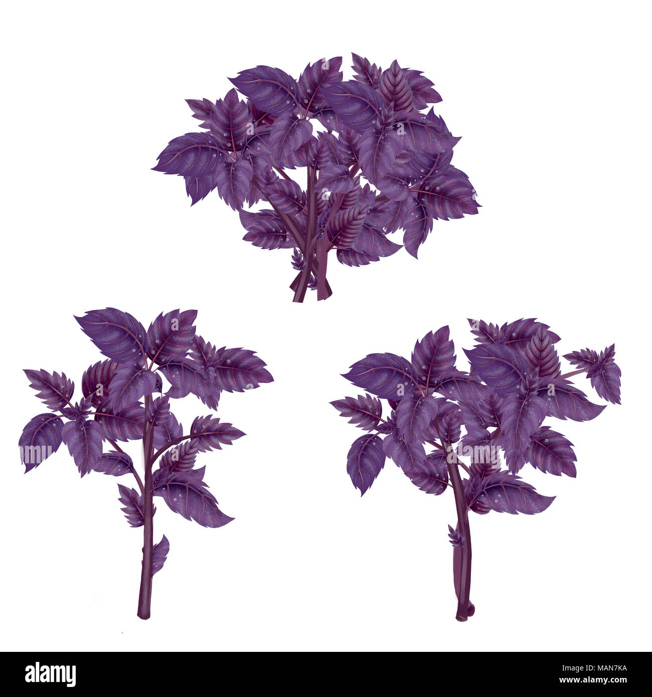 Illustration of a set bunch of a red Basil Stock Photo - Alamy