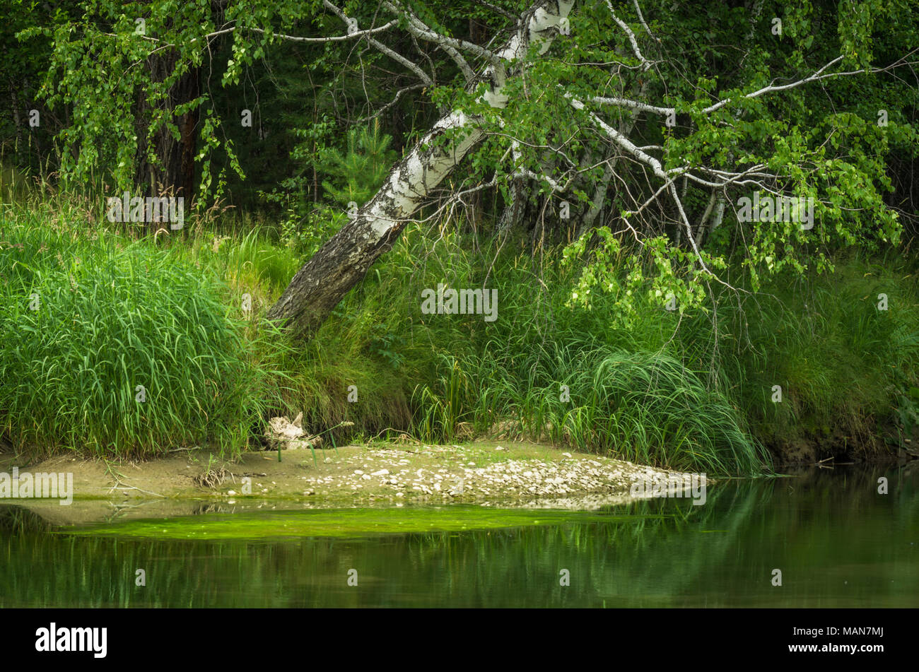Altai trees hi-res stock photography and images - Alamy