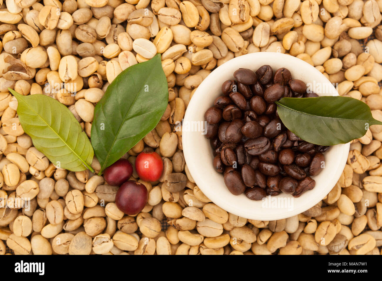 Dried and roasted coffee beans with red coffee berries from above ...