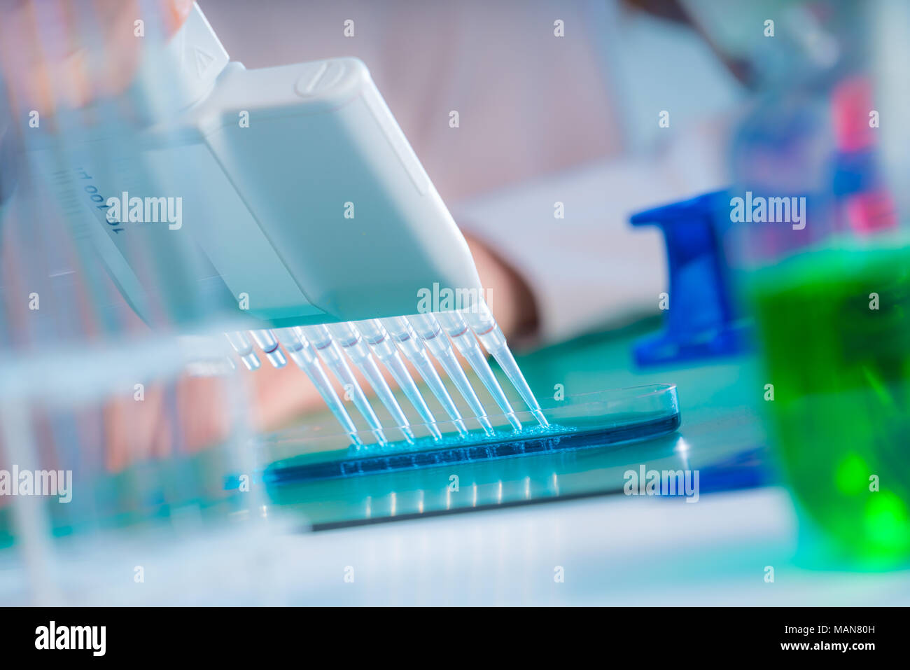 Microbiological laboratory scientist woman with multi channel pipette ...