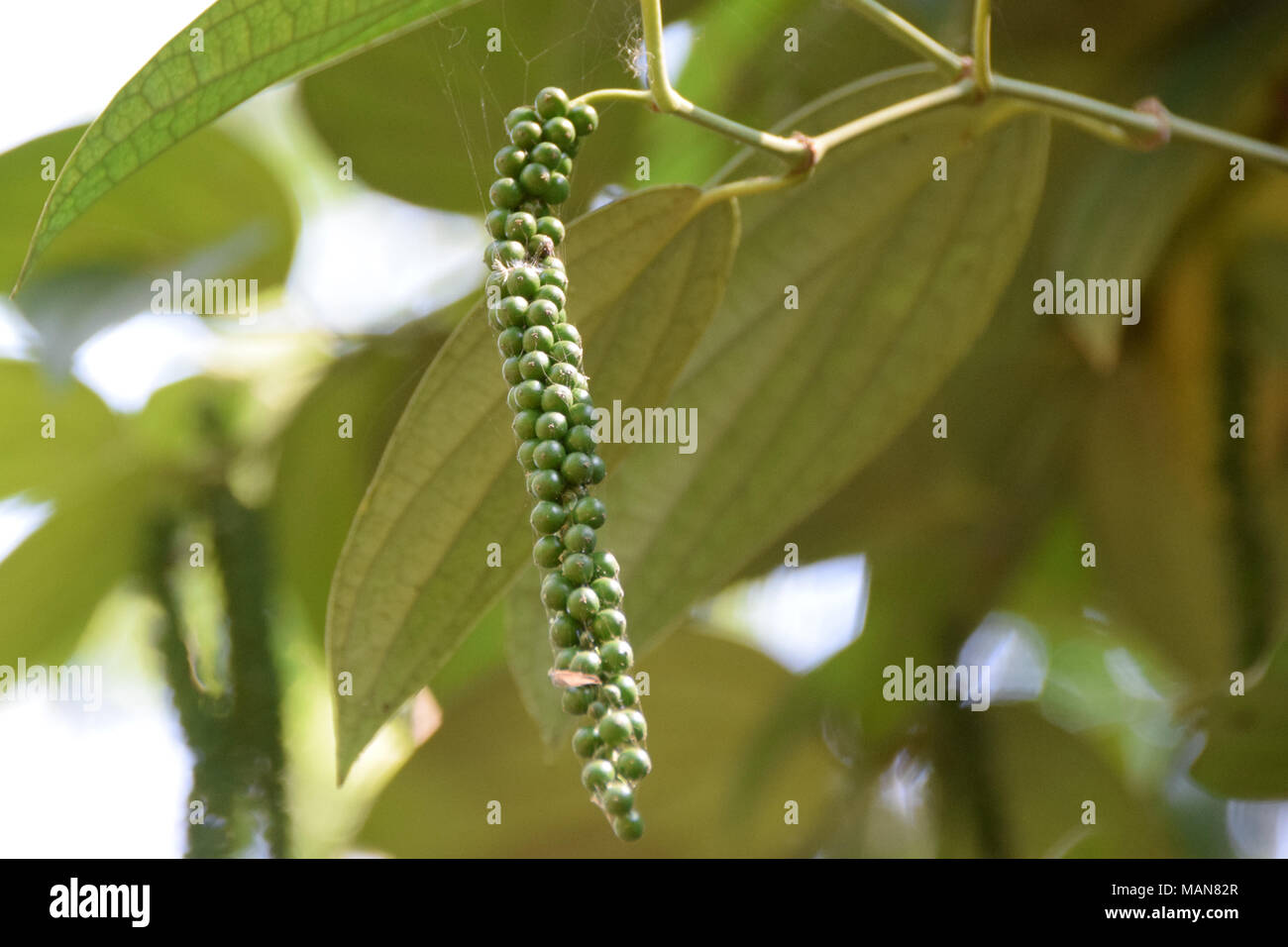 Black pepper plant sri lanka hi-res stock photography and images - Alamy