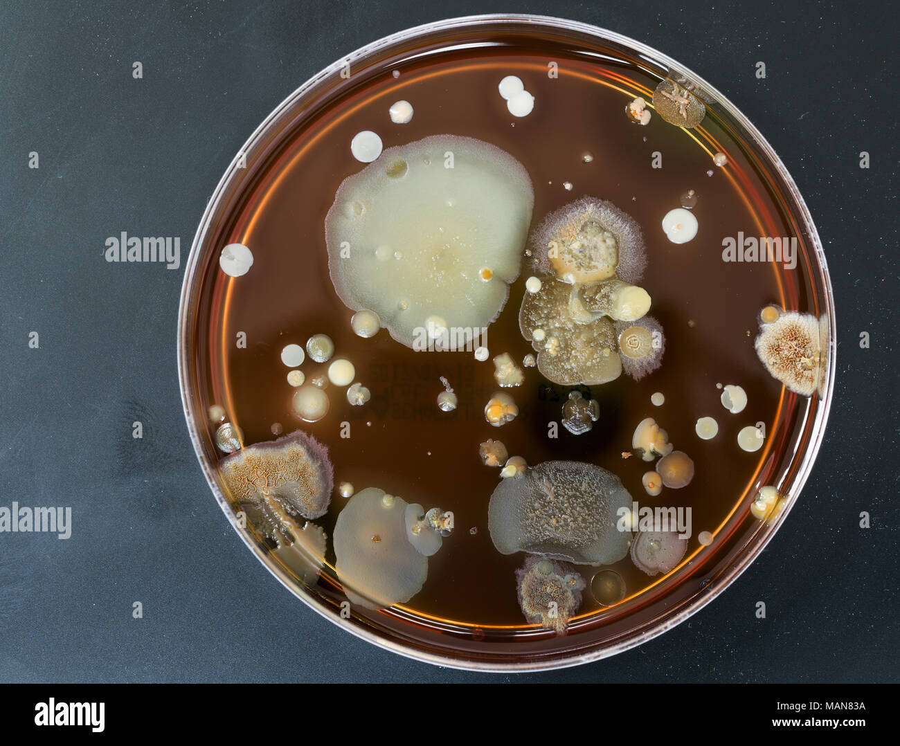 A petri dish with colonies of microorganisms for bacteriological ...