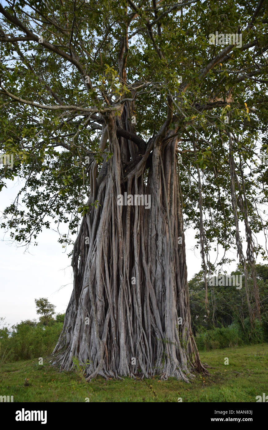 Banyan tree, Sri Lanka Stock Photo - Alamy