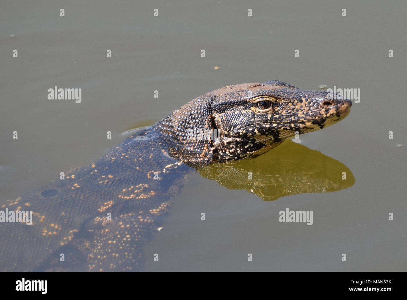 Water monitor sri lanka hi-res stock photography and images - Alamy