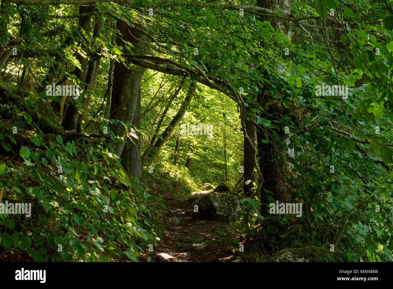 Summer forest. Narrow passage in green thicket Stock Photo - Alamy
