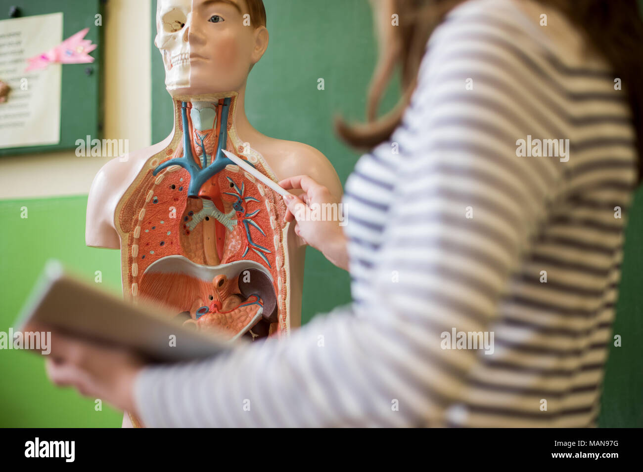 Anatomy teacher hi-res stock photography and images - Alamy