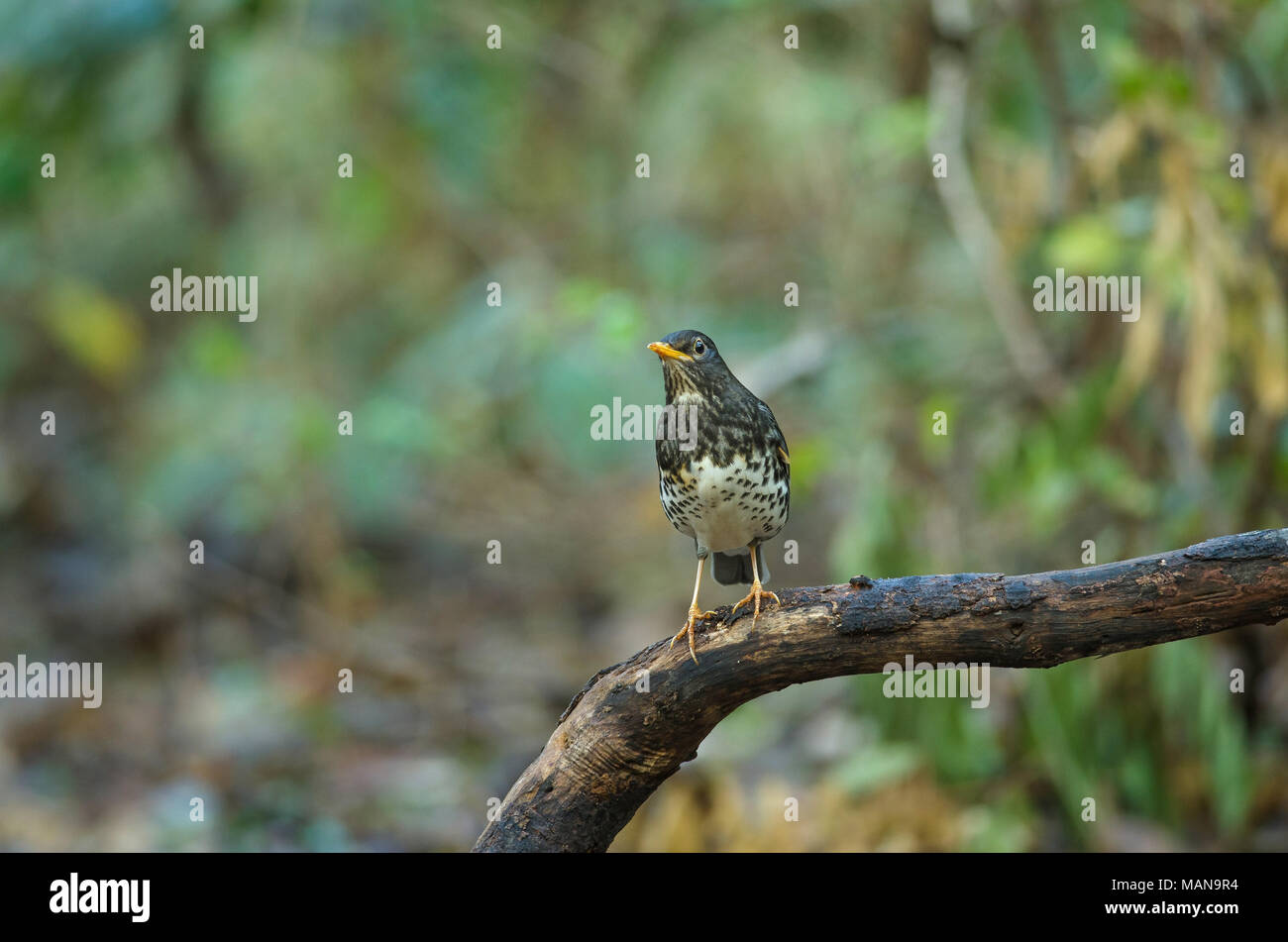 Japanese grey thrush hi-res stock photography and images - Alamy