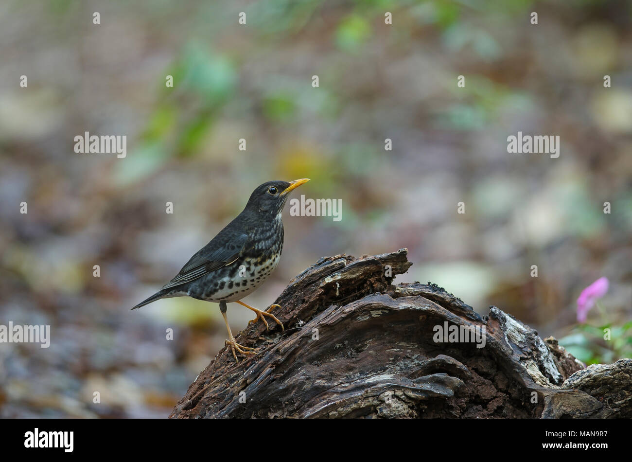 Japanese grey thrush hi-res stock photography and images - Alamy