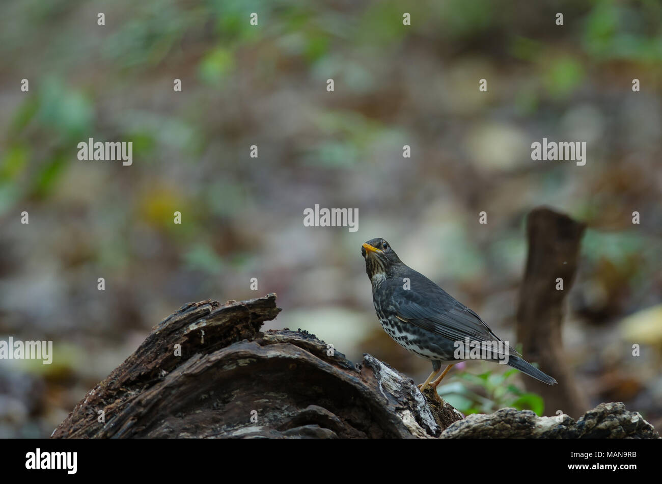 Japanese grey thrush hi-res stock photography and images - Alamy