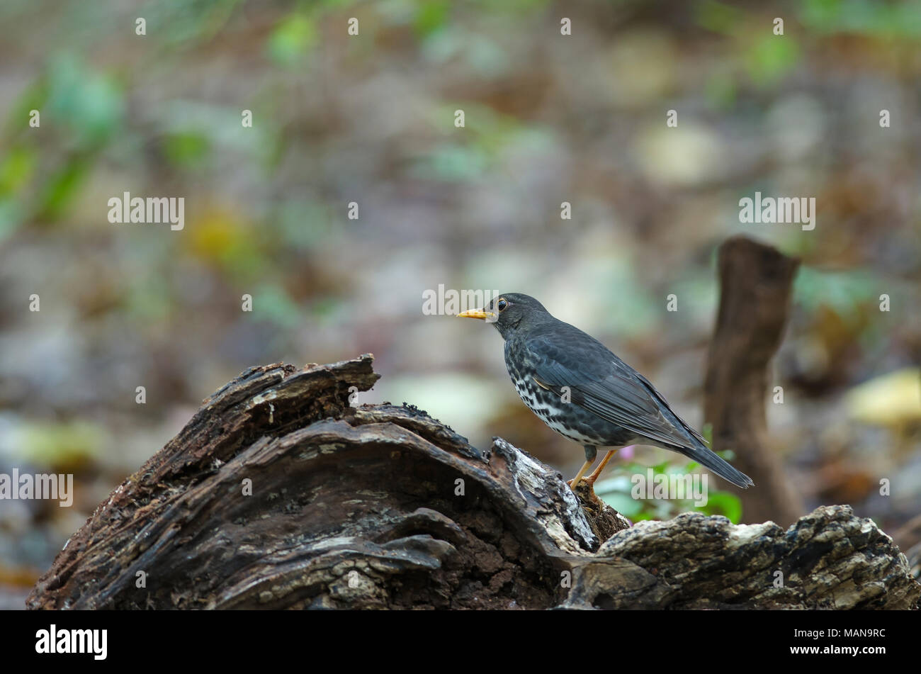 Japanese grey thrush hi-res stock photography and images - Alamy