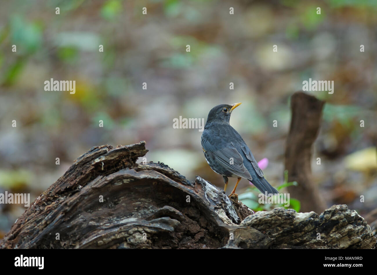 Japanese grey thrush hi-res stock photography and images - Alamy