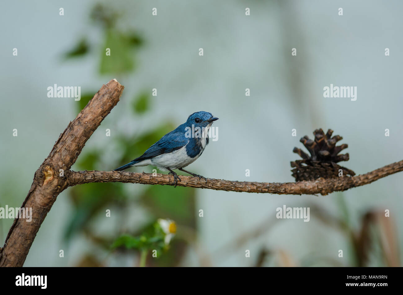 Ultramarine flycatcher hi-res stock photography and images - Alamy