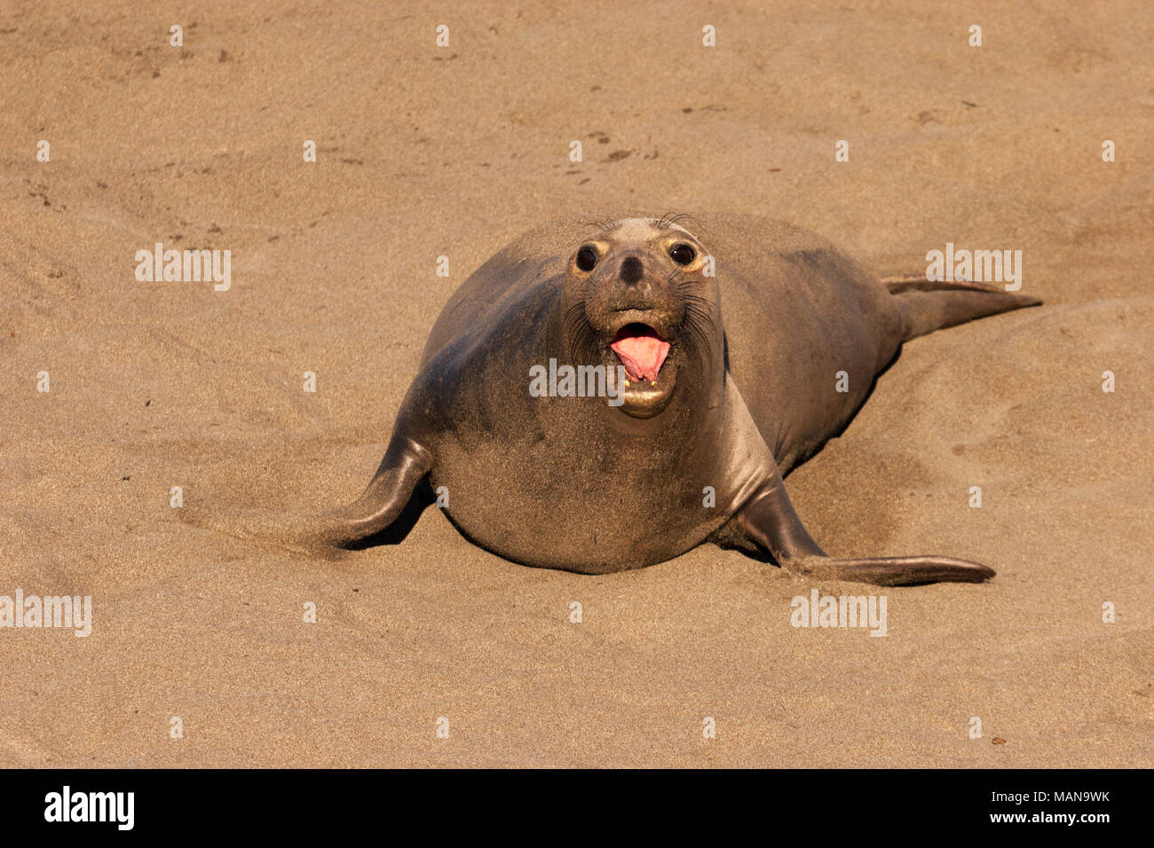 Northern Elephant Seal female (Mirounga angustirostris) barking Stock ...