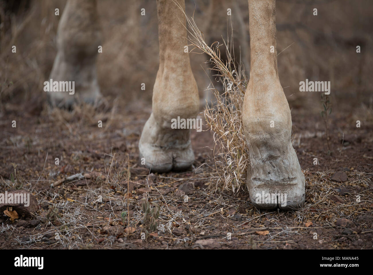 Giraffe hoof hi-res stock photography and images - Alamy