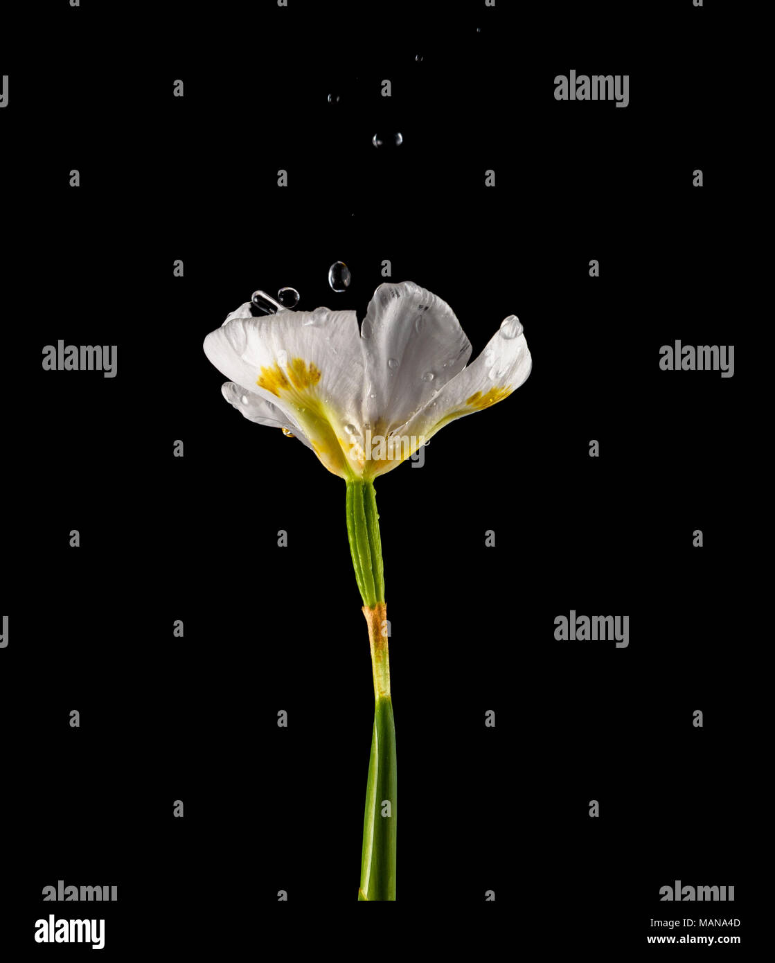 water drips up from a colorful iris flower. Black background Stock ...